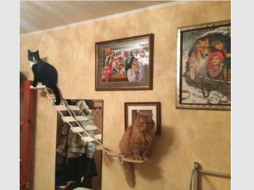 Кошачьи аксессуары настенные