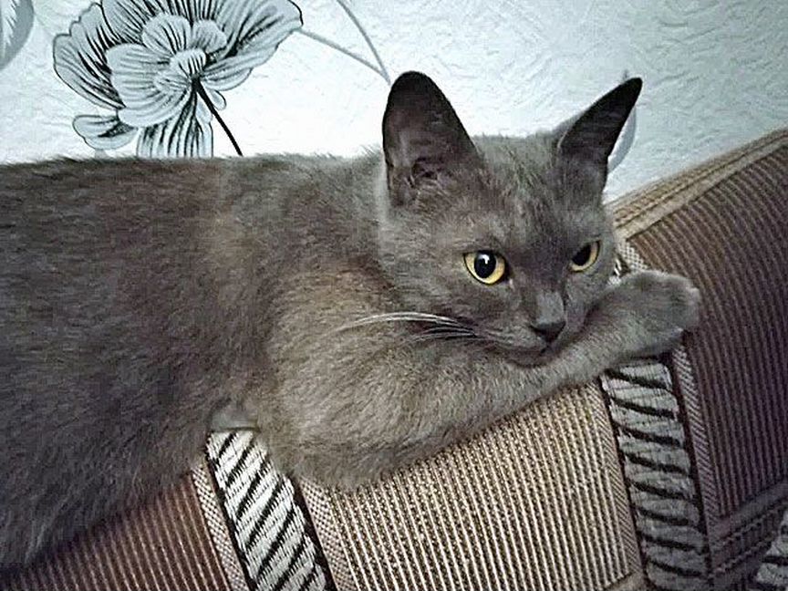 Милая трогательная кошечка Алиса ищет дом