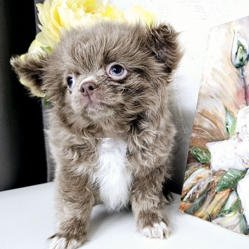 Чихуахуа плюшевый медвежонoк