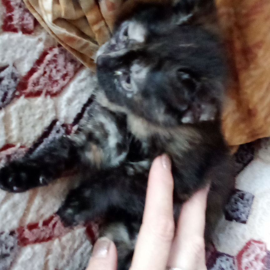 Кошка