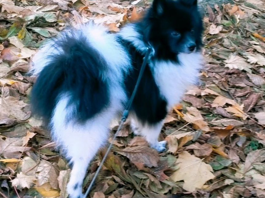 Шпиц немецкий для вязки