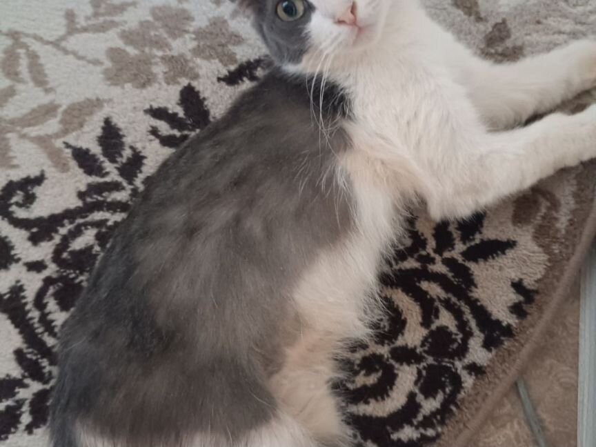 Кошечка стерилизованная