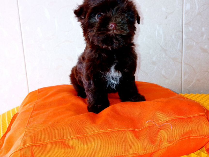 Шоколадный батончик