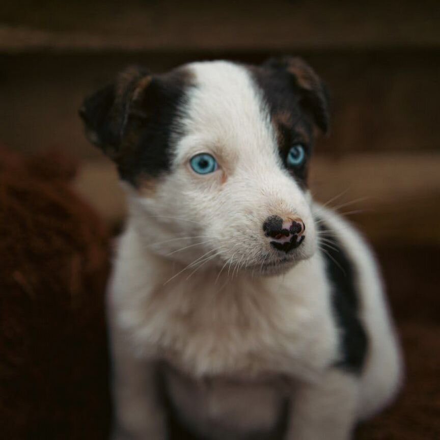 Щенок один на улице