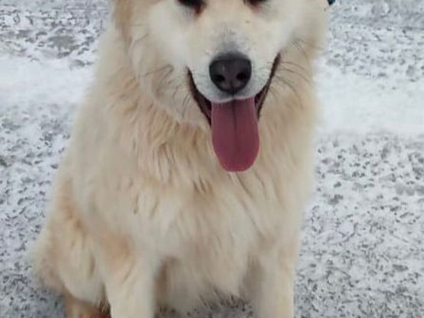 Мишуля Барсик