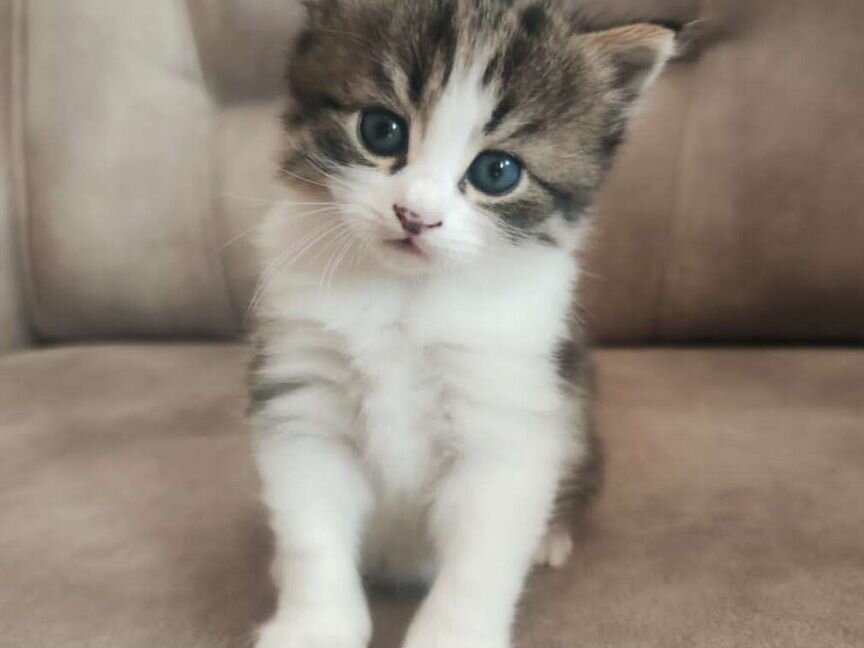 Котенок в дар бесплатно