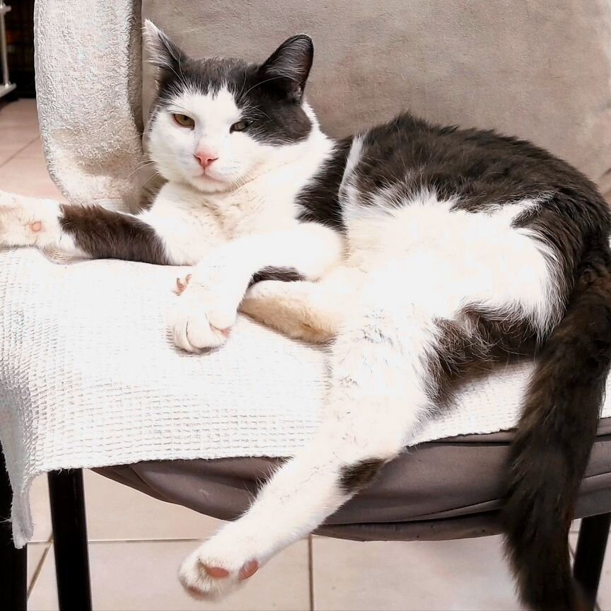 Красавчик Грей