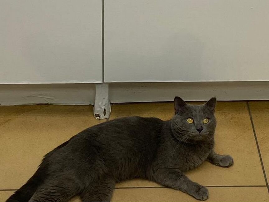 Британский кот даром