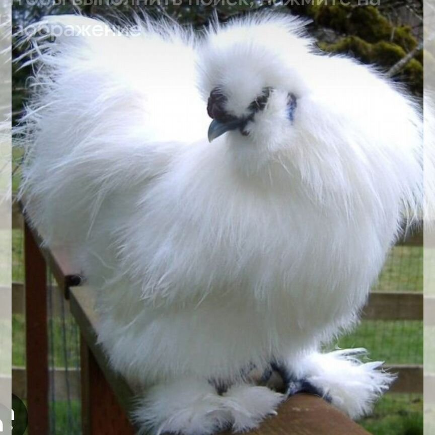 Китайские шелковые куры