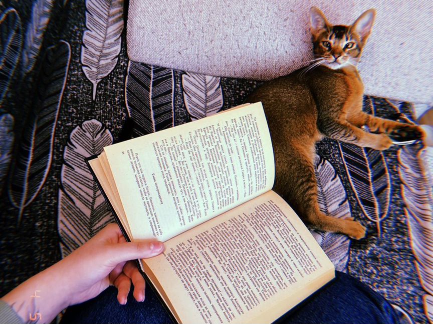 Абиссинская кошка бесплатно