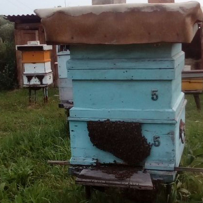 Продам пчелы (пасеку)