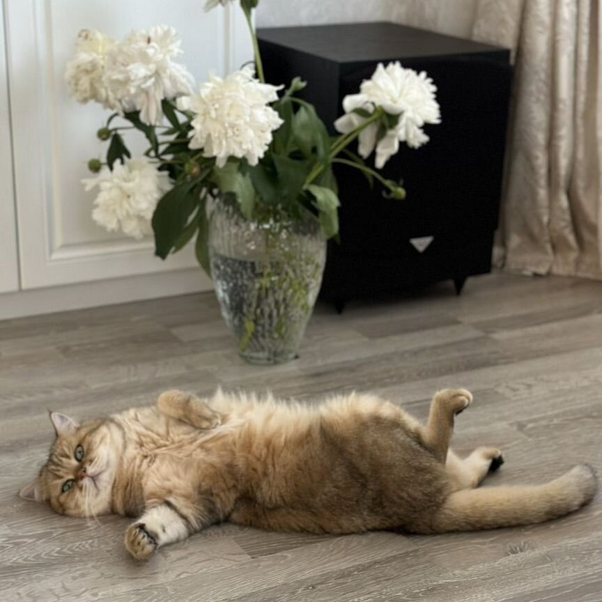 Британский короткошёрстный кот, взрослый