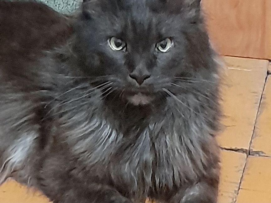 Мейнкун Ричард,5 лет,ждёт свою половину для связки