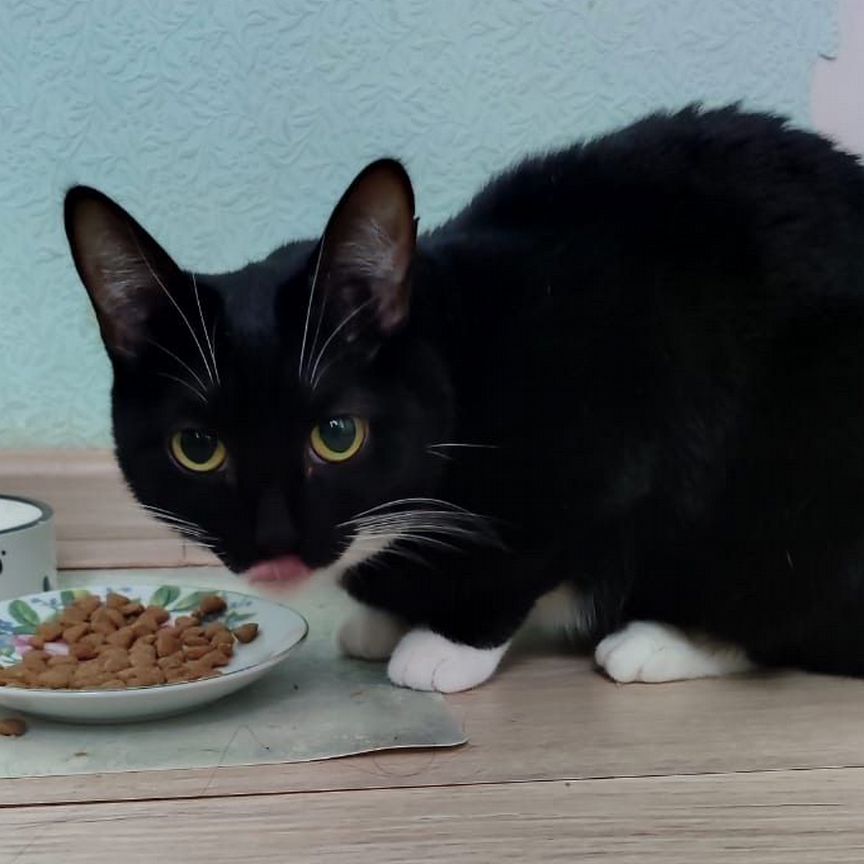 Кошка молодая бесплатно