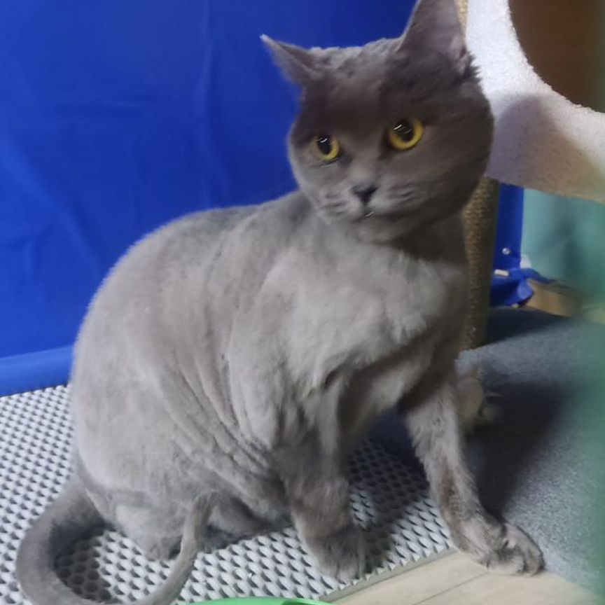 Очень милый и нежный котик