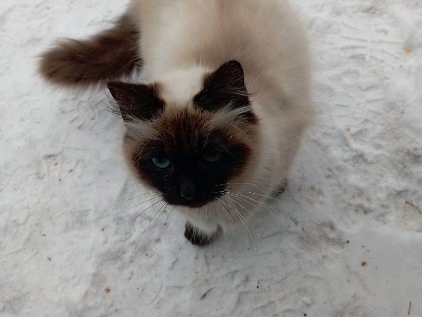 Умирают на улице коты нужна передержка