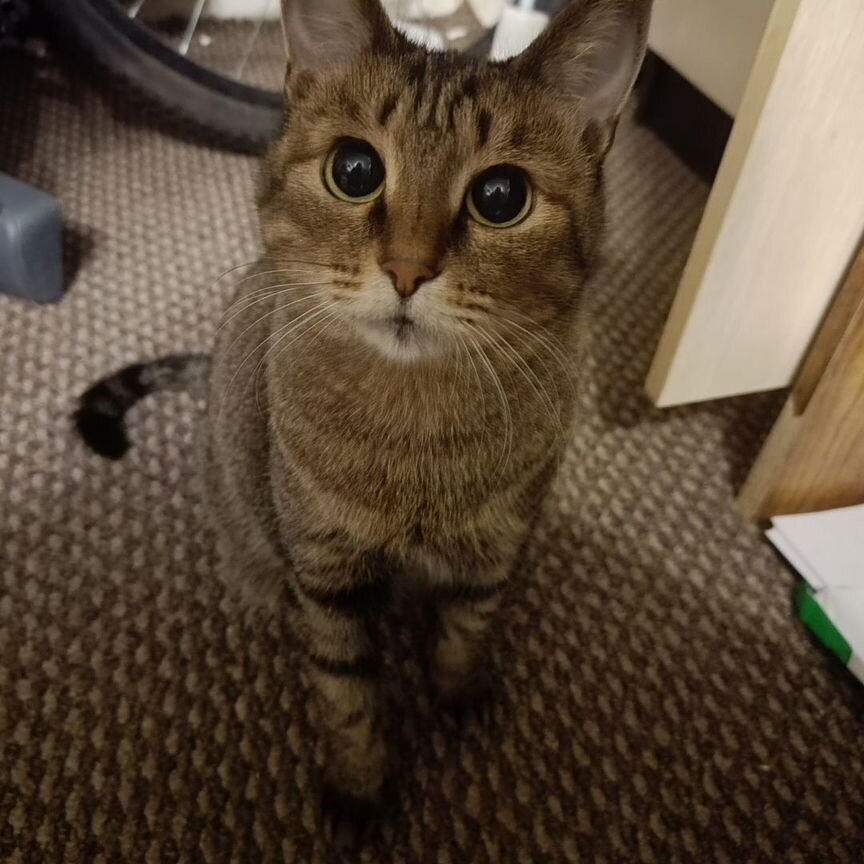 Кошка в хорошие руки