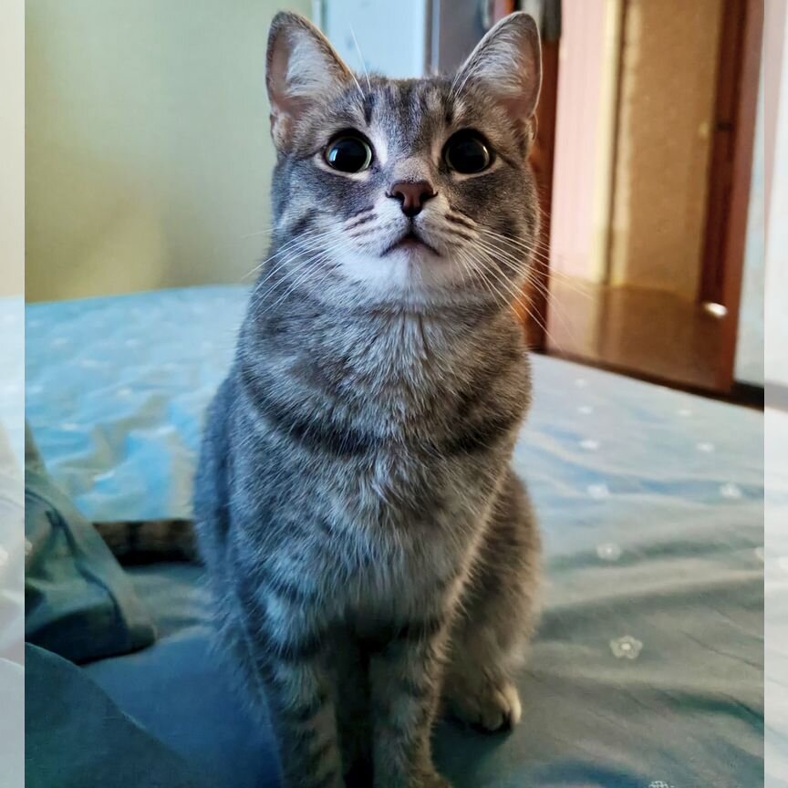 Кошечка стерильная