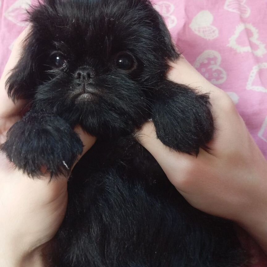 Бельгиечка