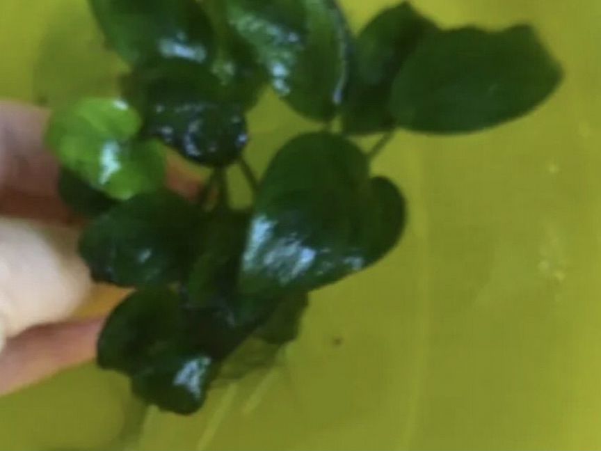 Аквариумные растения