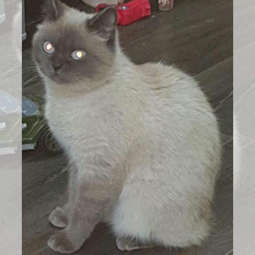 Шотландский вислоухий короткошёрстный котёнок