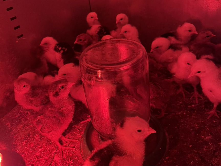 Цыплята Белифельдер, Орпингтон, Виандот, Кохинхин