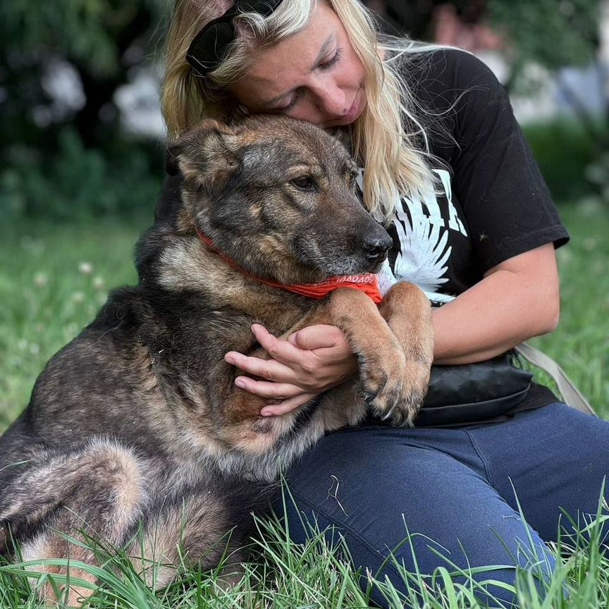 Собака из приюта добрая умная ищет дом бесплатно