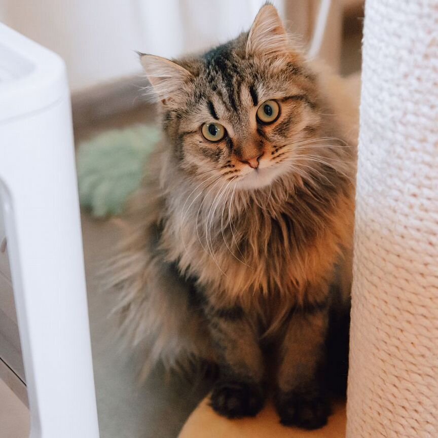 Котёнок из приюта