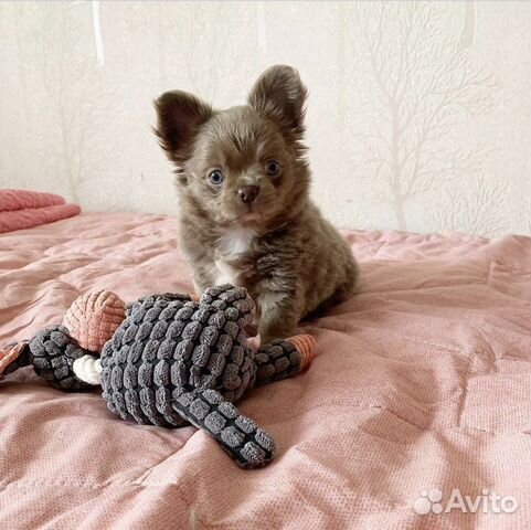 Сиреневый джентельменчих