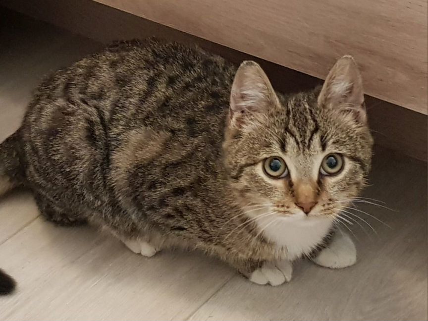 Котенок Совенок ищет дом