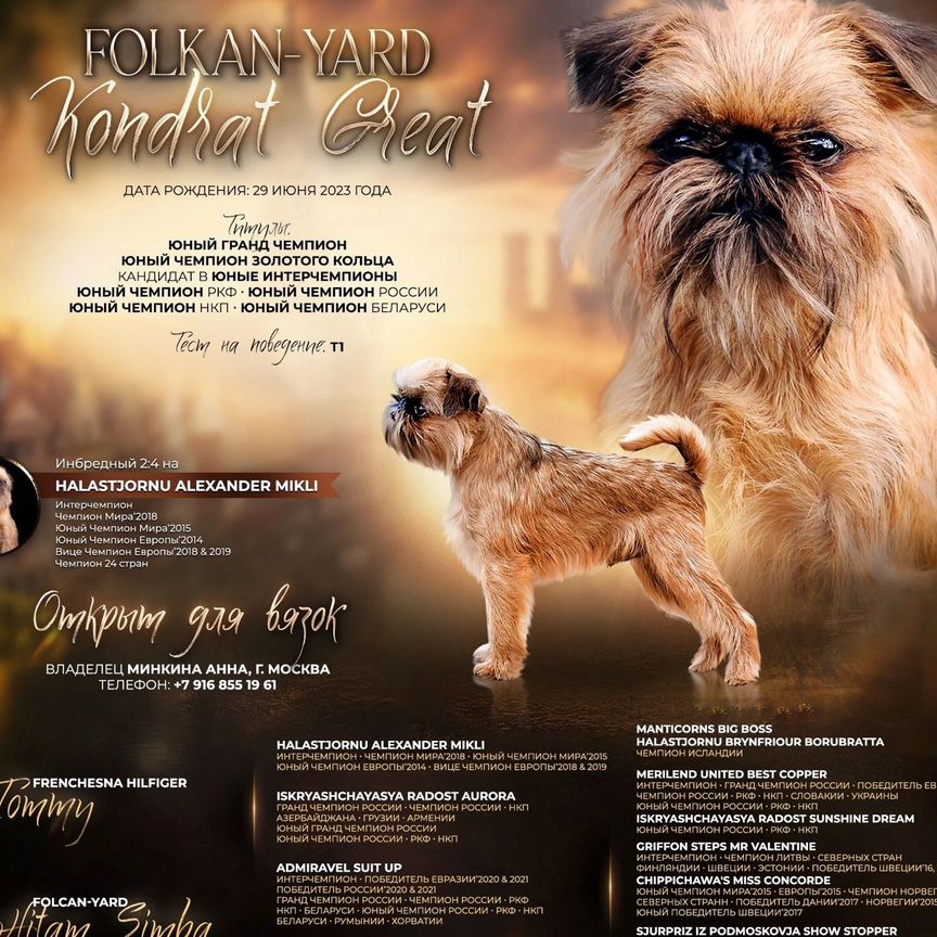 Кобель брюссельского гриффона для вязки