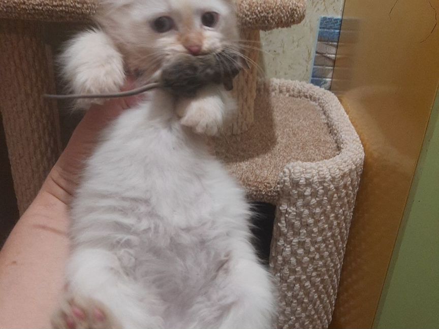 Котёнок мальчик 2,5мес