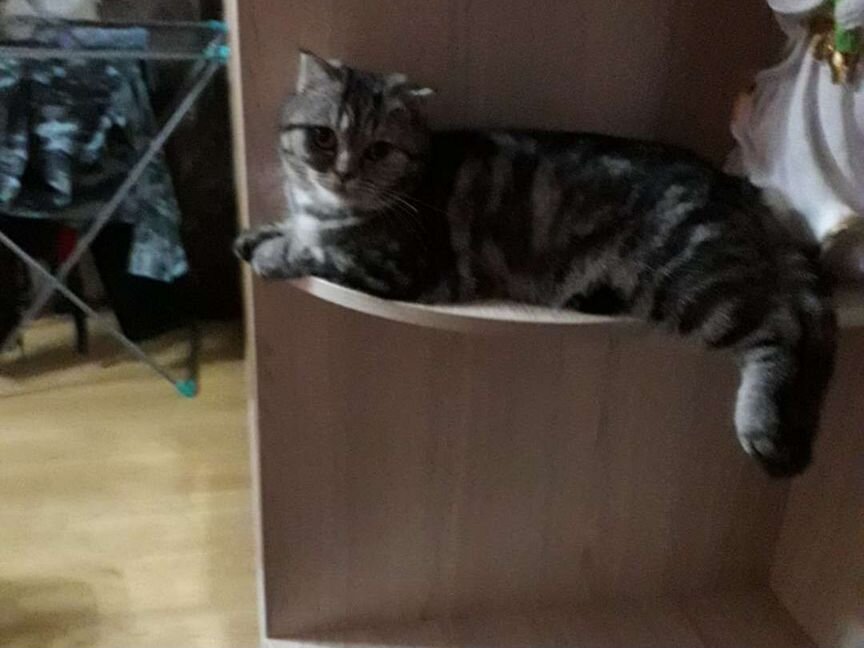Шотландская вислоухая кошка бесплатно