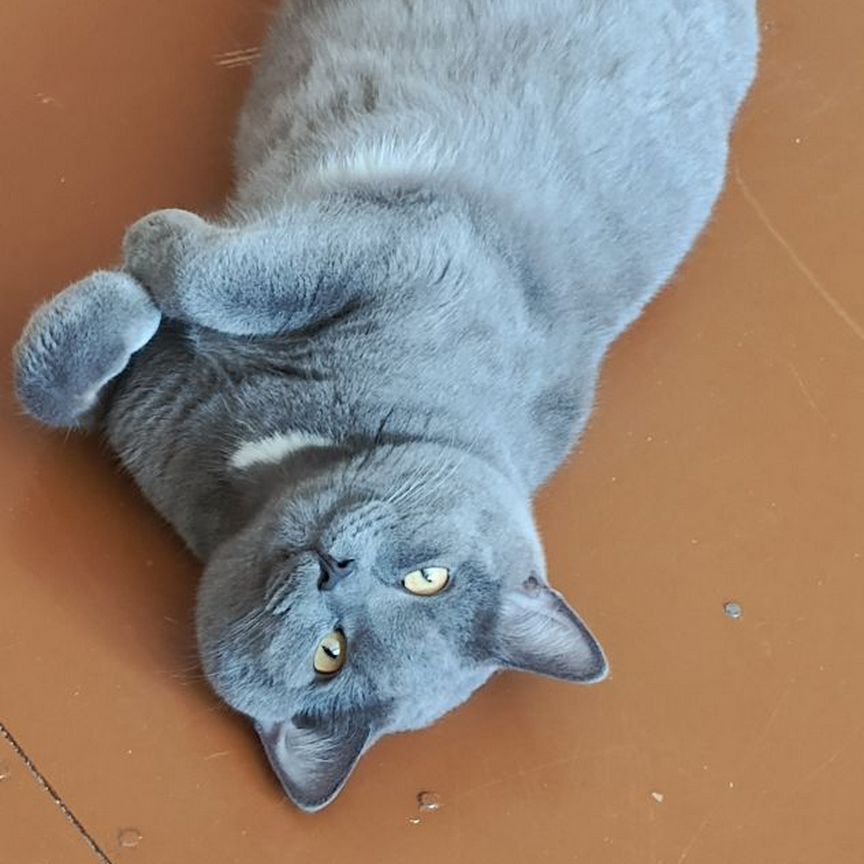 Британский короткошёрстный кот, взрослый