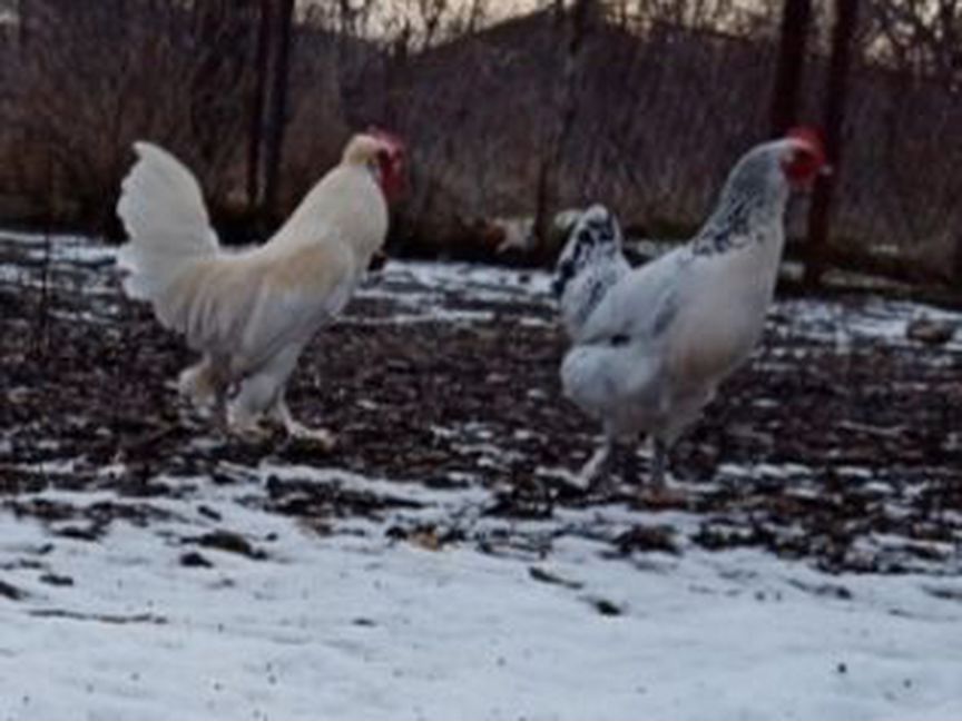Куры и петухи