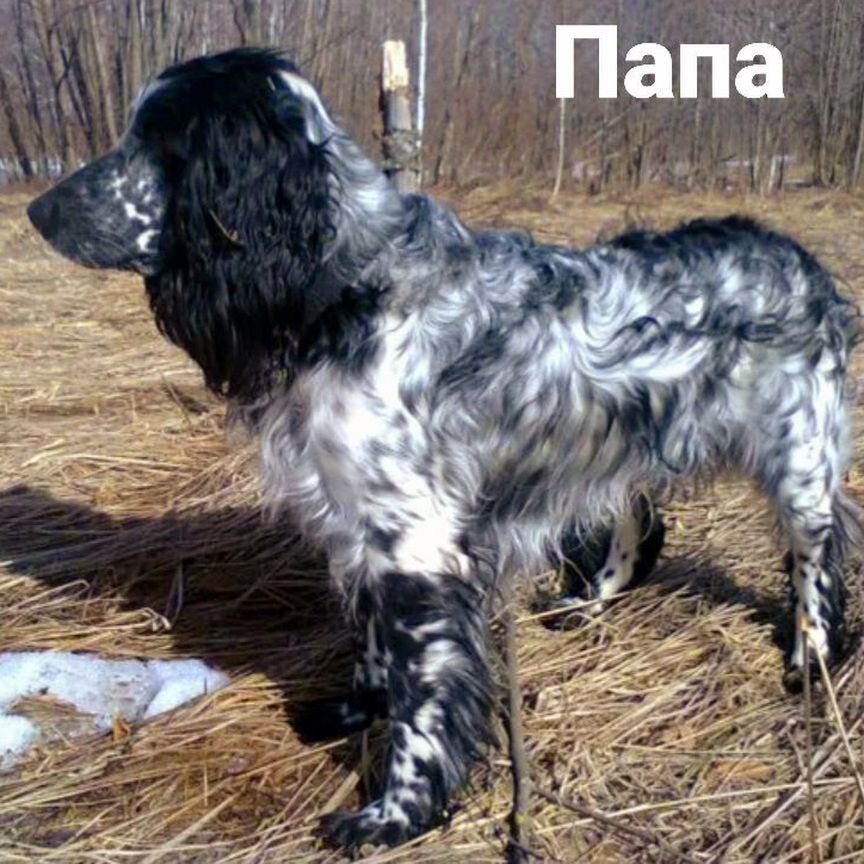 Русский спаниель