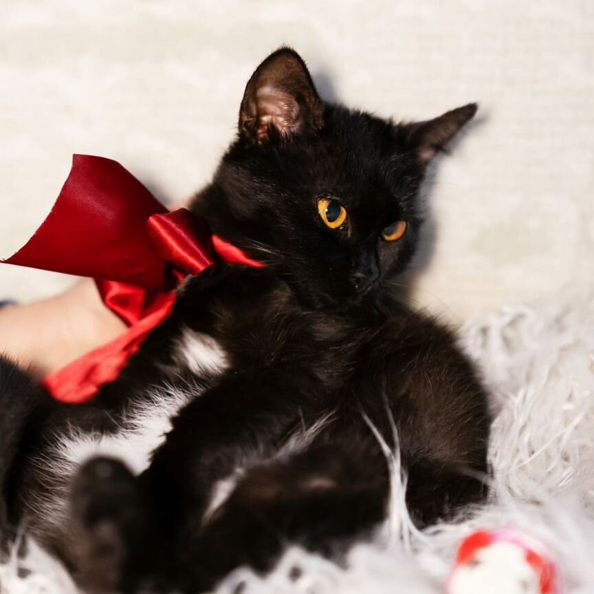 Черный котенок, девочка