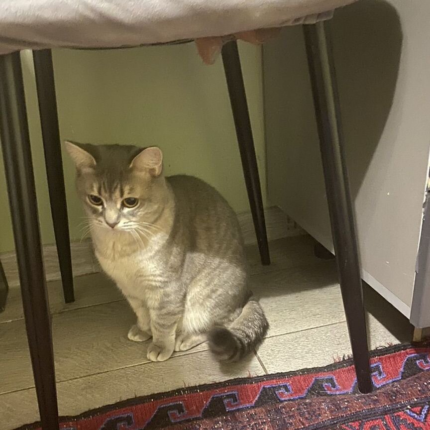 Шотландский прямоухий длинношёрстный котёнок