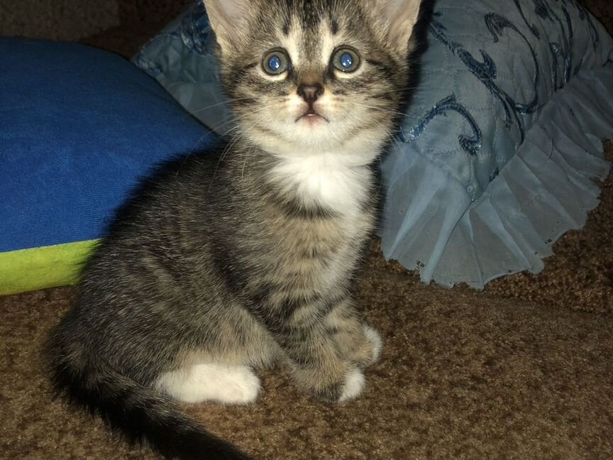 Котята в дар бесплатно