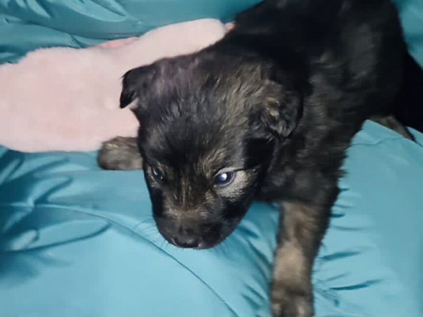 Щенки охраной собаки ищют дом