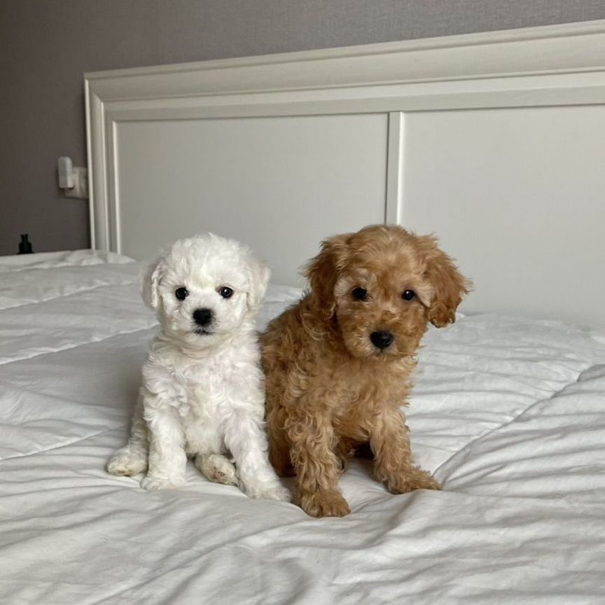 Роскошные мальчик, девочка той-пудели (бэбифейс)