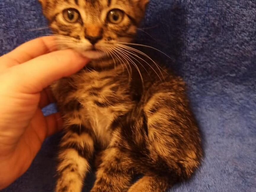 Котенок Маус