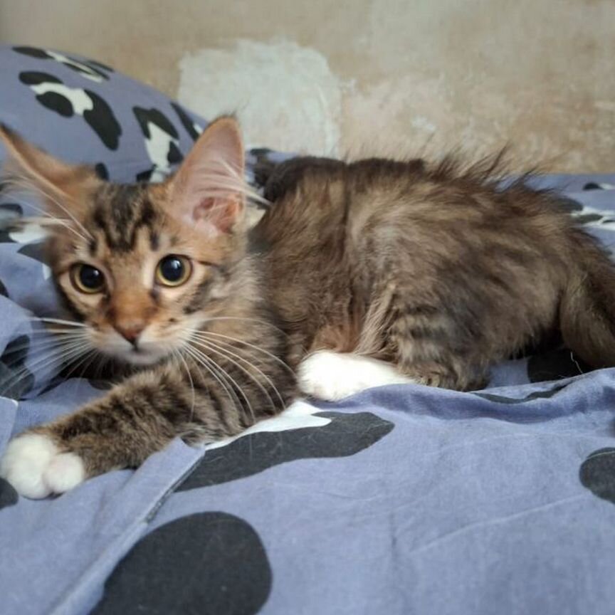 Котенок девочка 3 мес