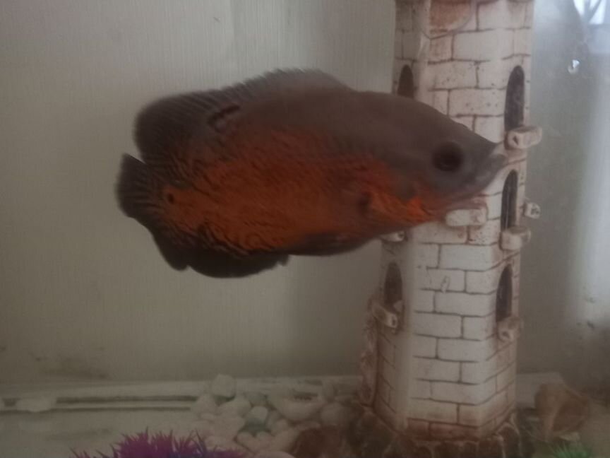 Аквариум с рыбками