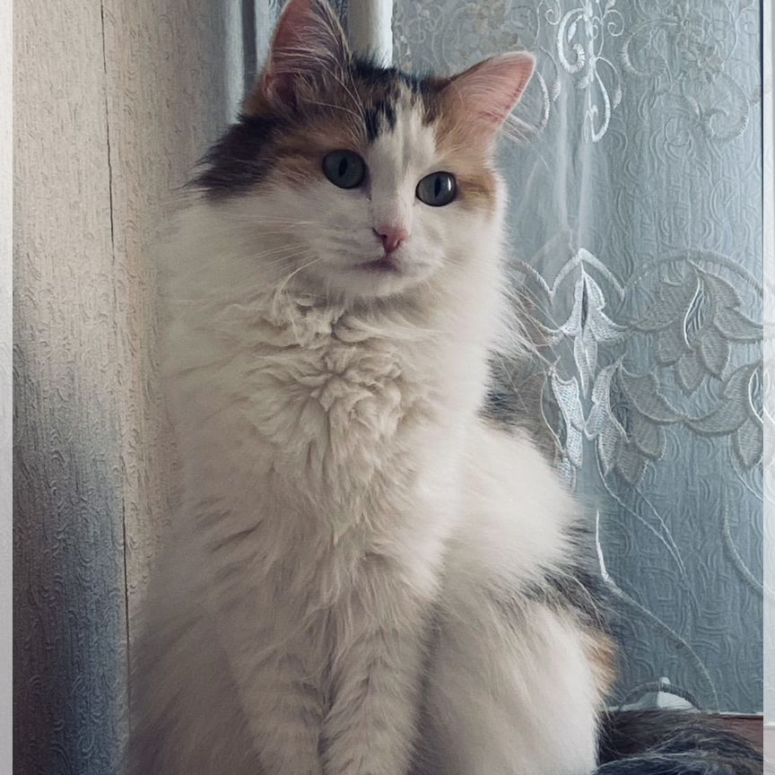 Отдам в добрые руки кошечку