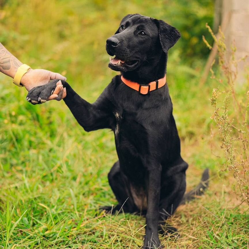 Собака в добрые руки