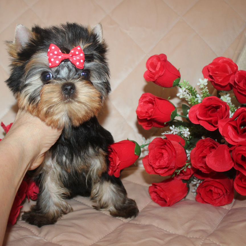 Йоркширский терьер, щенок