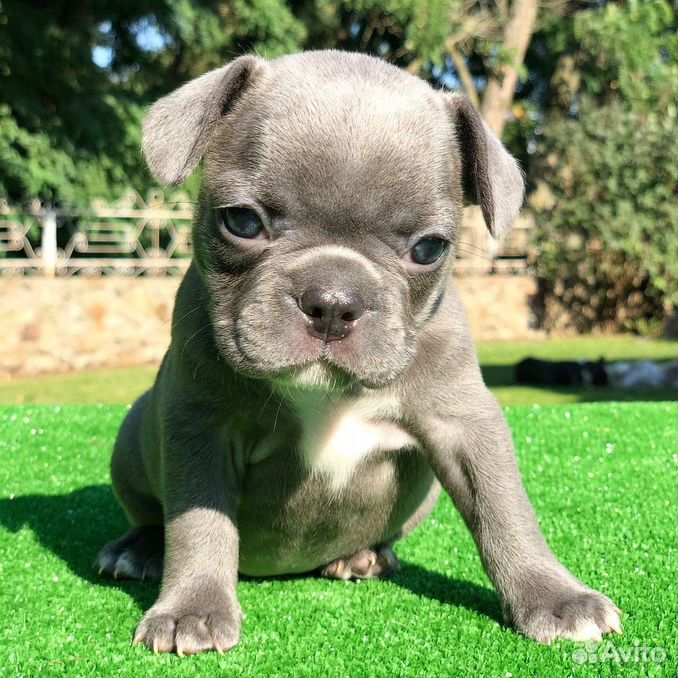Французский бульдог щенки лиловые голубые красные
