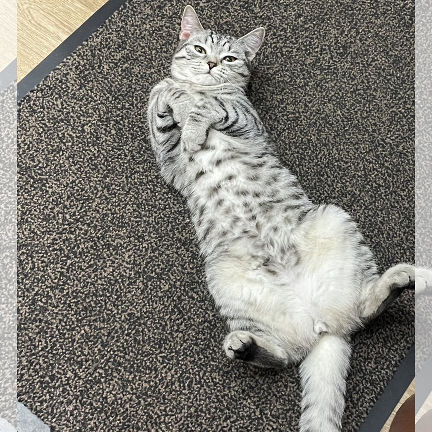 Британский короткошёрстный котёнок