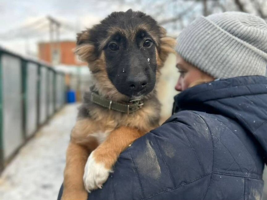 Фиона, щенок из приюта в поисках дома